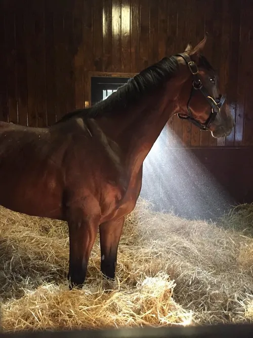 Discover American Pharoah: 10 Fascinating Facts about the Legendary ...